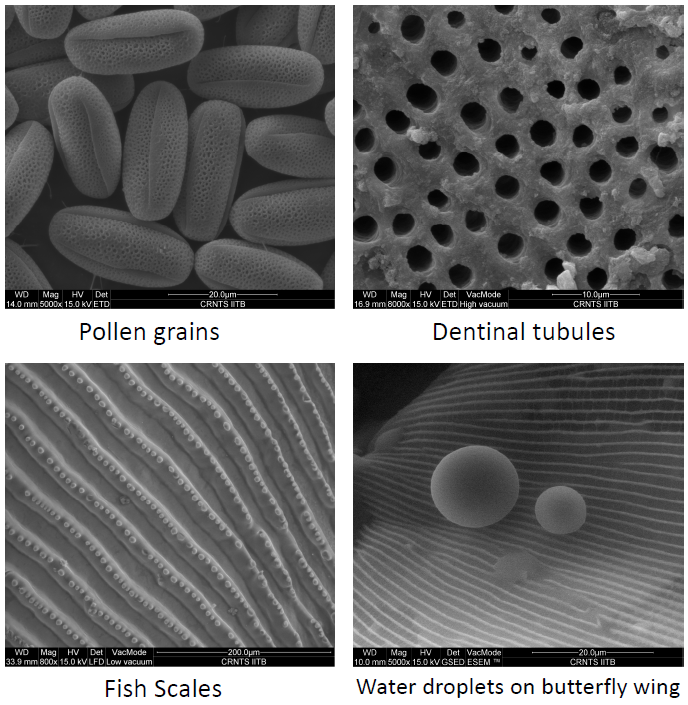 Environmental Scanning Electron Microscope Facility | IITBombay